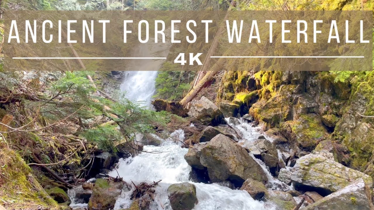 Ancient Forest Waterfall | Nature & Flowing River Sounds | Tv Backdrop ...