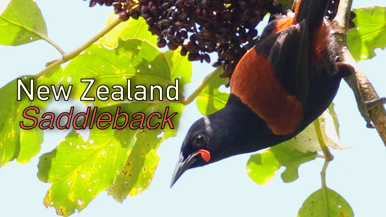 North Island Saddleback (Tieke), Feeding and Calling on New Zealand's Kapiti Island Bird ...