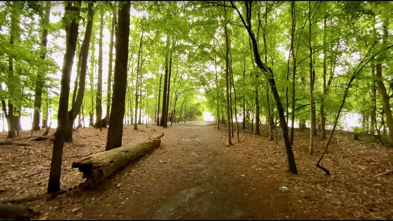 Walk of Blue Jay Point County Park in the Rain | Nature Sounds for ...