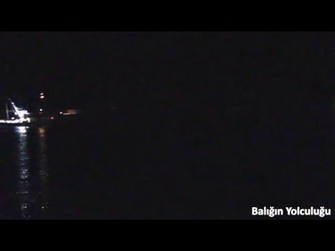 Balığın Yolculuğu - BELGESEL 2016 HD
