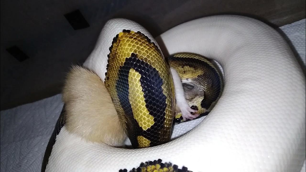 Pied ball python eating a medium size rat - YouTube