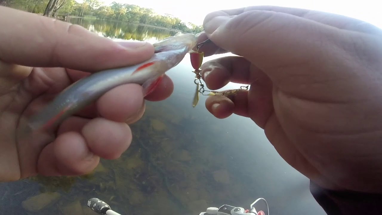 Finally Back! Tiny Redfin on Spinners - YouTube