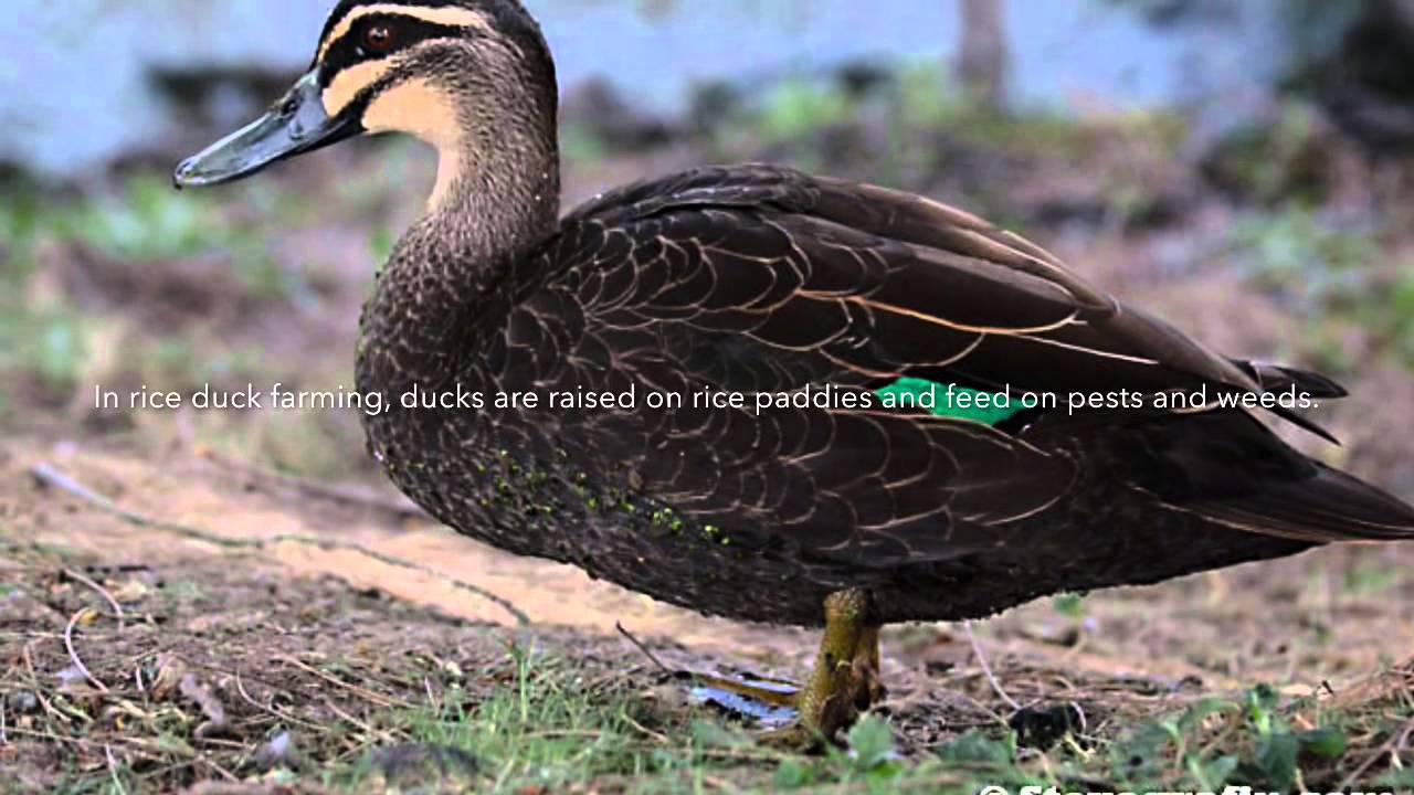 Ancient Chinese Rice Farming - YouTube