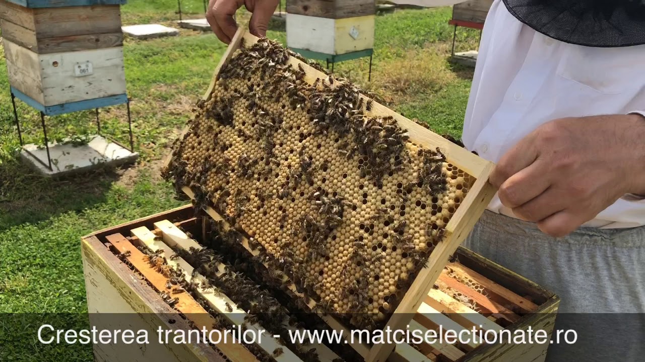 Cresterea Trantorilor - YouTube