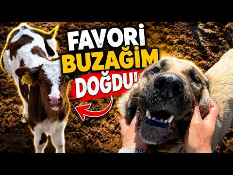 FENOMEN PITIRCIĞIN DÜNYADAKİ İLK GÜNÜ