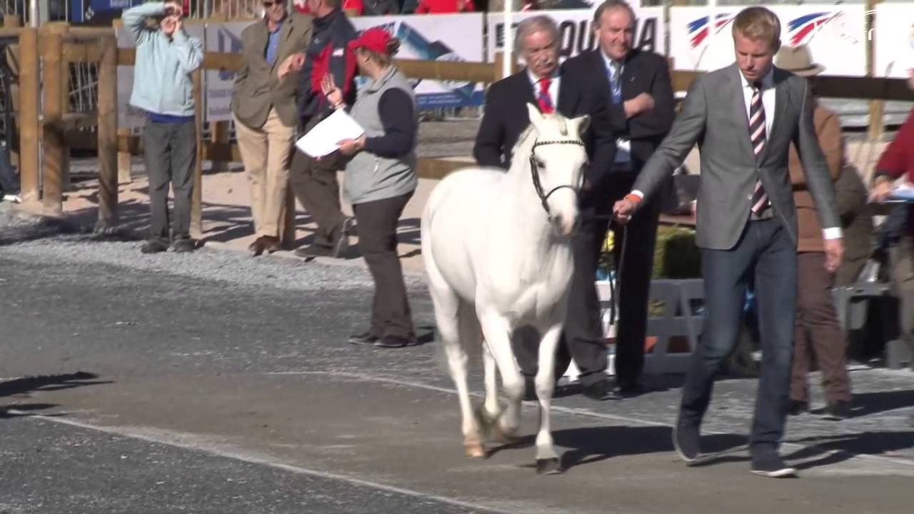 Horse Inspection Pau 2013 - YouTube
