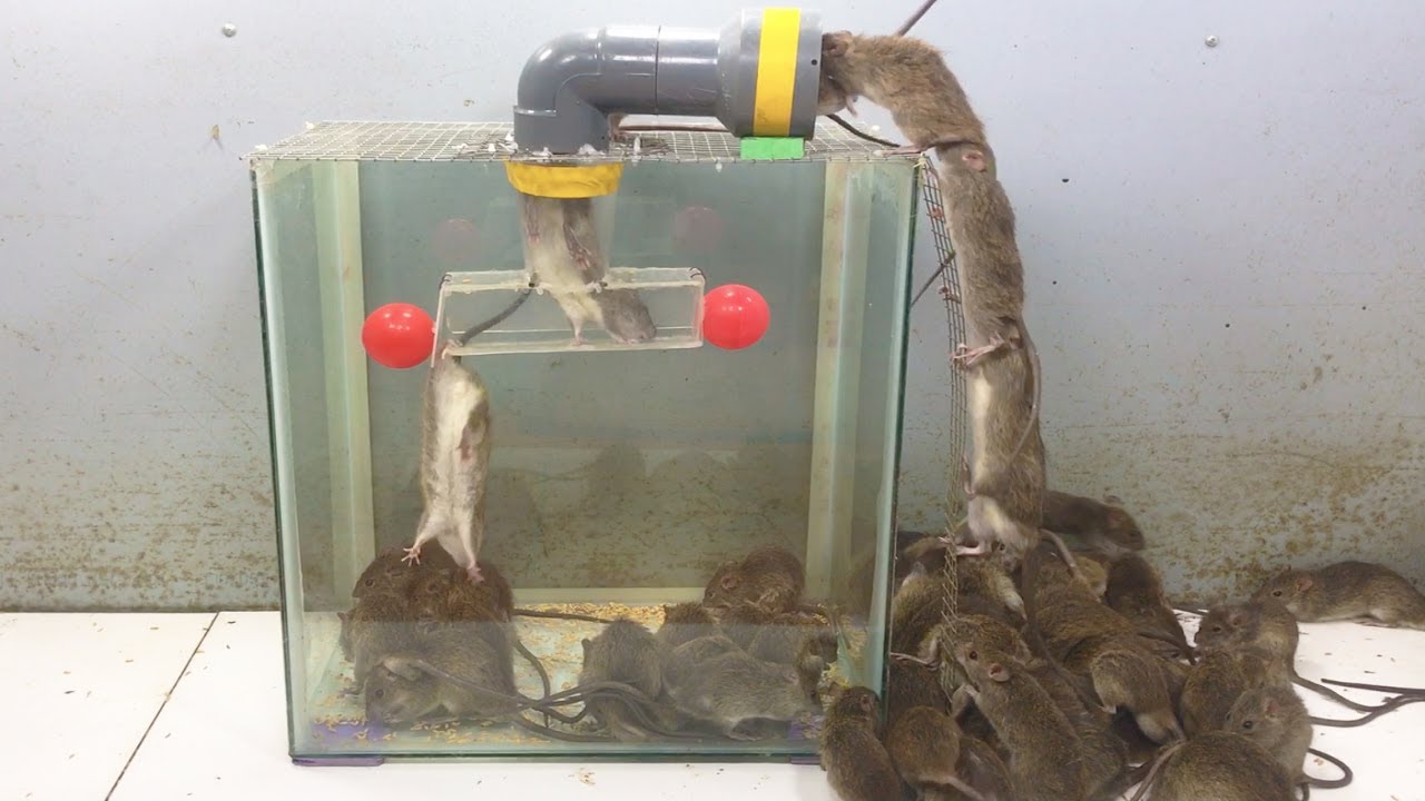 One of the most effective mouse traps/90 mice caught by mouse trap ...
