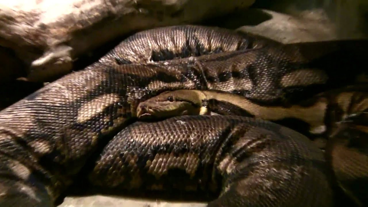 Amazing Exotic Animals - YouTube