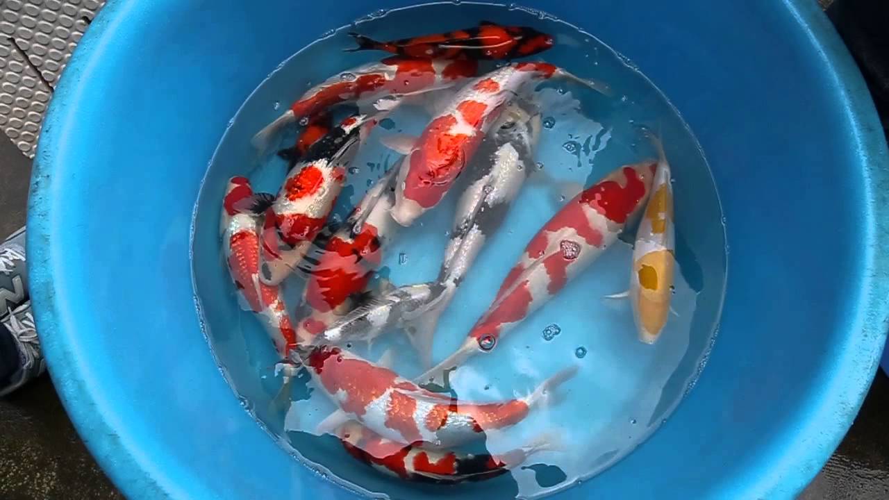 Sakamaki Koi Farm - YouTube
