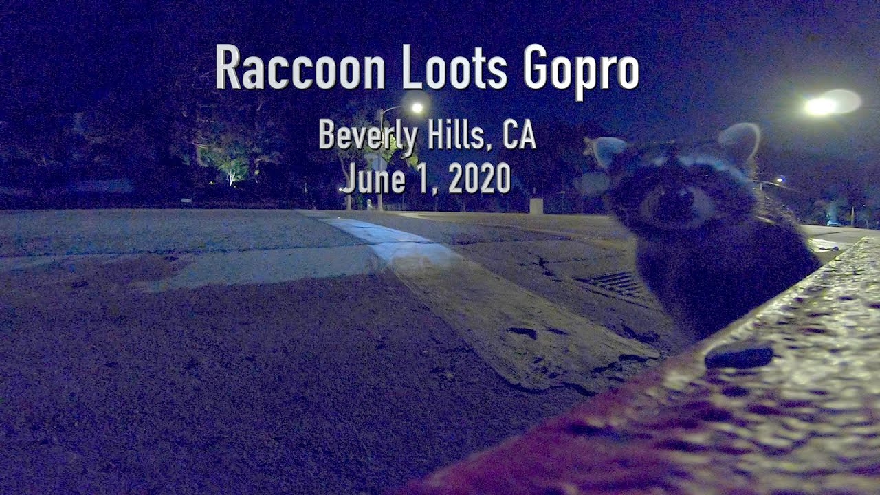Raccoon Loots Gopro - Beverly Hills - June 1, 2020 - YouTube