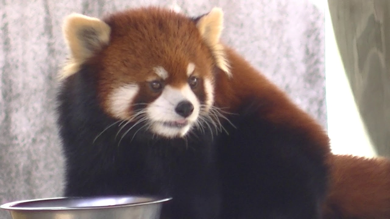 Red Panda And The Bowl of Snacks - YouTube