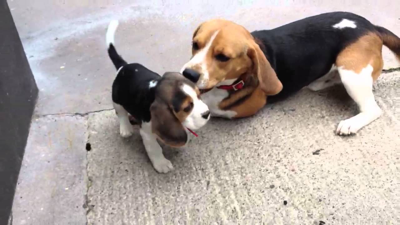 Cute 9 week old beagle and half brother older beagle play f - YouTube