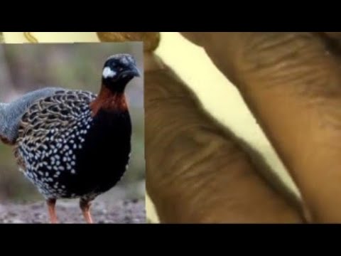 Winter Feed Essentials for Teetar & All Birds | Islamabad 4881\