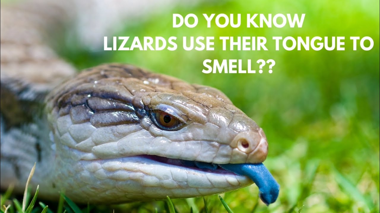 Shocking Fact About Lizard's Tongue 😱 // Tongue For Smelling ...