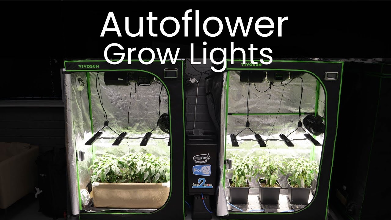 Best grow lights for autoflower plants - YouTube