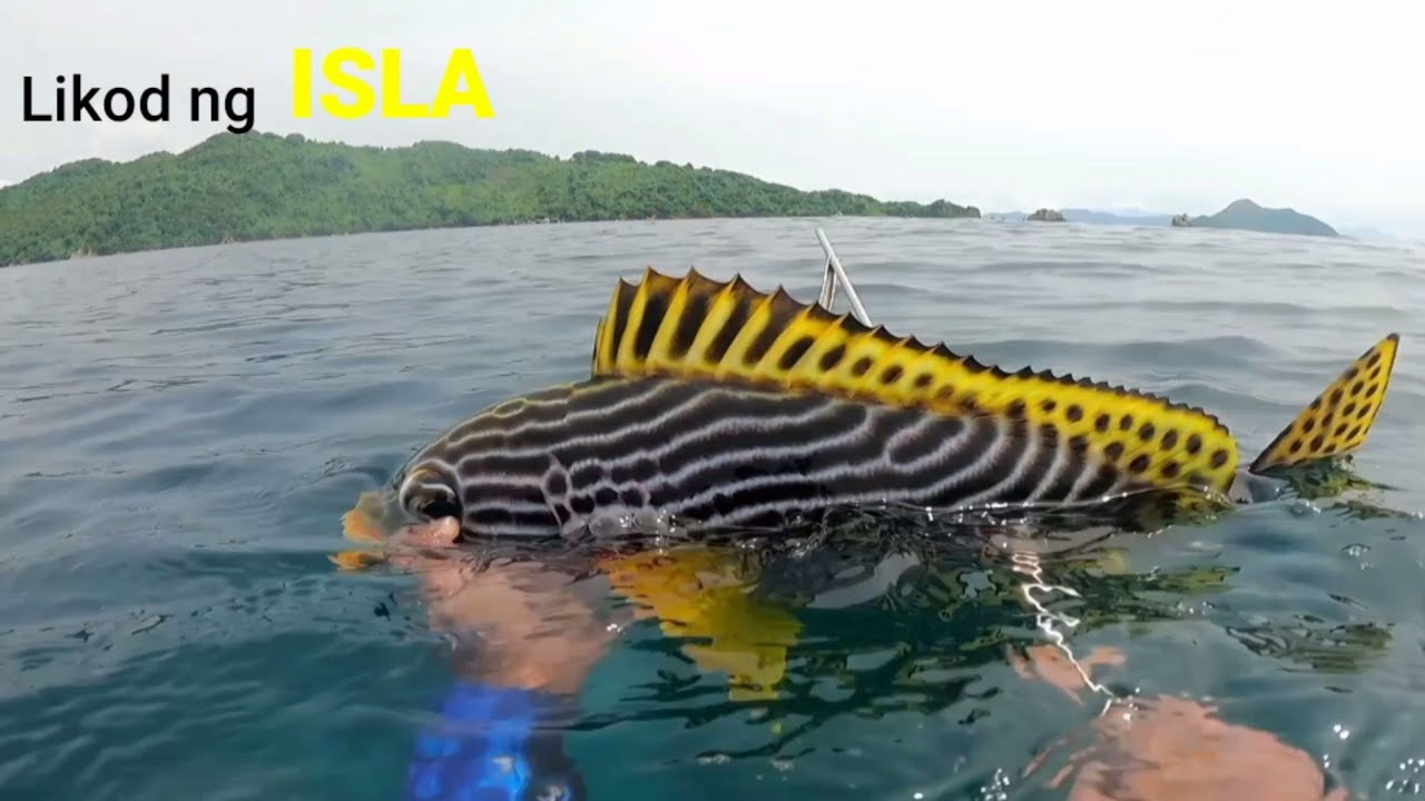 Day Spearfishing sa Likod ng ISLA |ANG LAKI NG LIPTI - YouTube