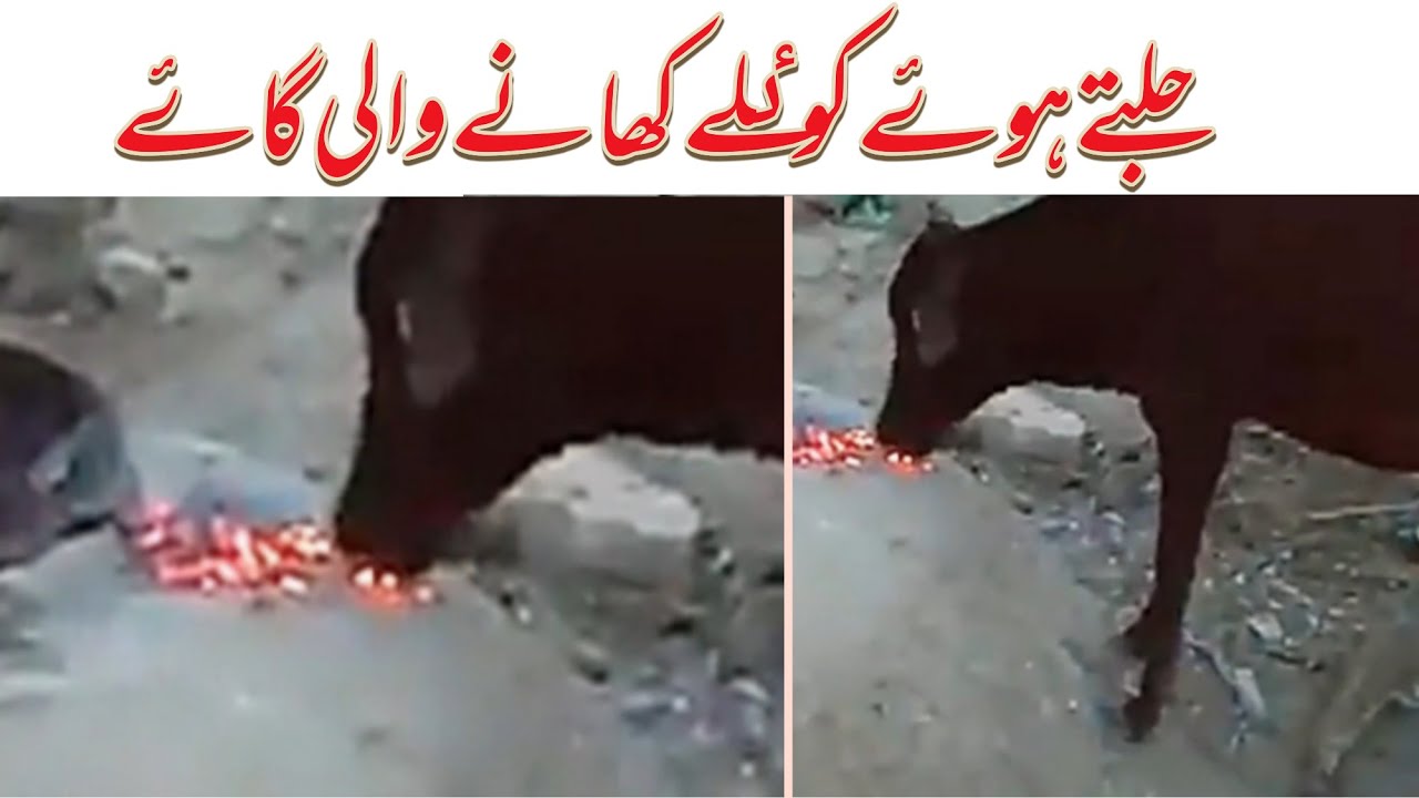 Burning coal-eating cow | RS Discovery - YouTube