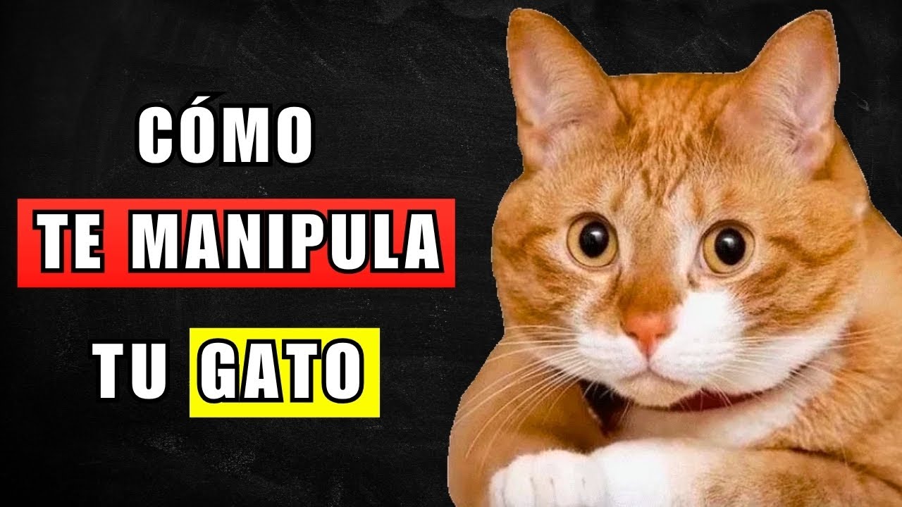 7 técnicas muy eficaces que utiliza tu gato para manipularte - YouTube