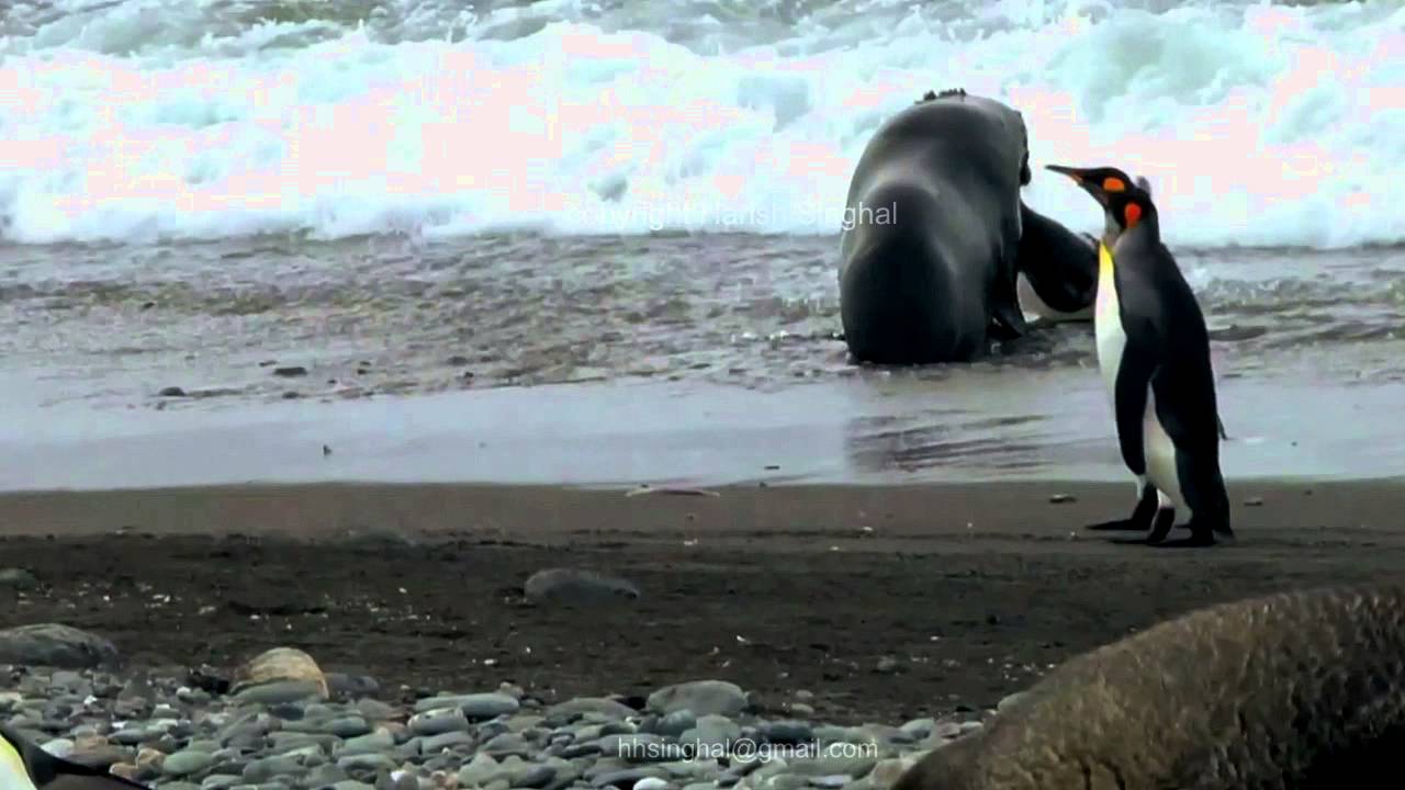 Fur Seal vs King Penguin - YouTube