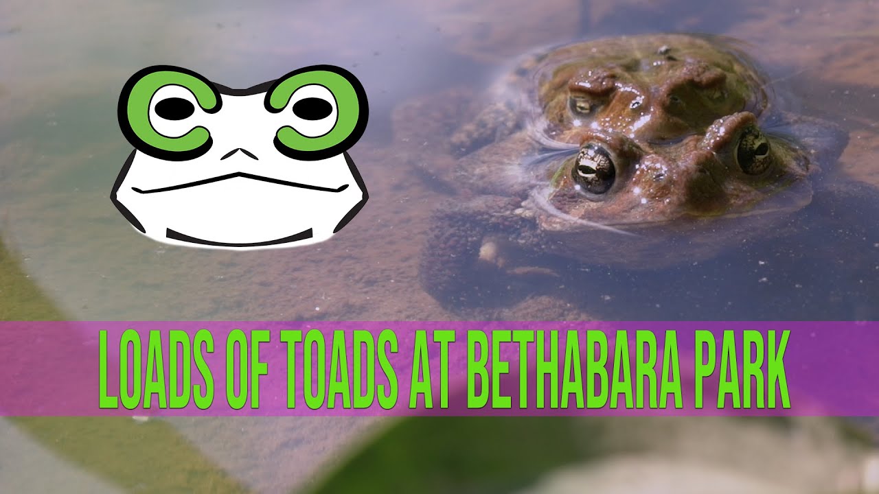Loads of Toads At Bethabara Park - YouTube