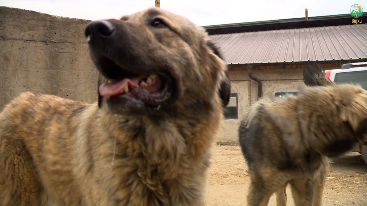 BUJKU - Beteja për autoktoni të Deltarit Ilir, nuk ka mbaruar, sipas ...