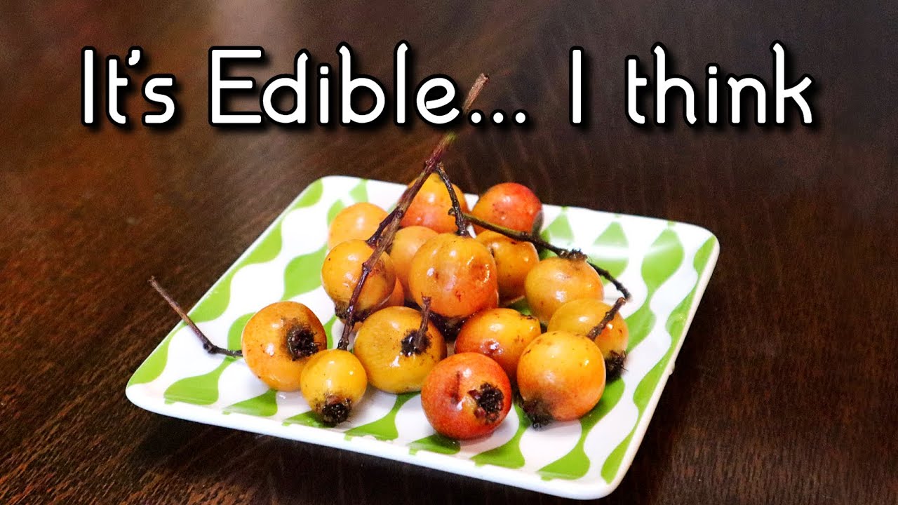Some Say You Shouldn't Eat This Fruit... - Bronze Loquat - YouTube