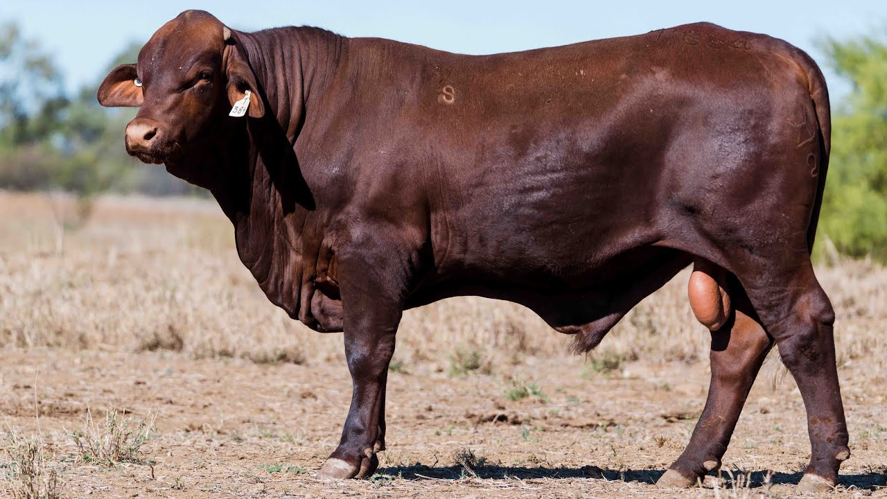 Lot 23: Strathmore T384 (PS) - YouTube