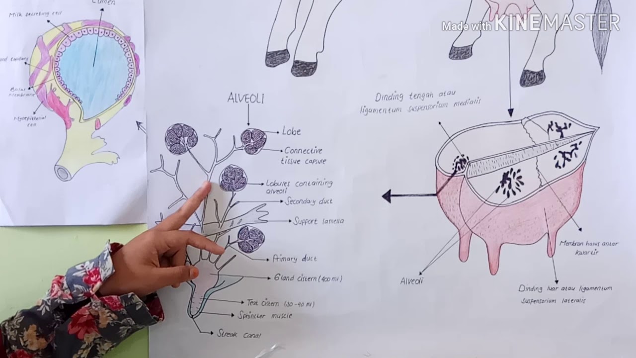 Anatomi ambing sapi perah klmpok 5 - YouTube