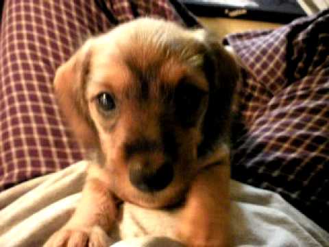 Pouting Puppy - YouTube