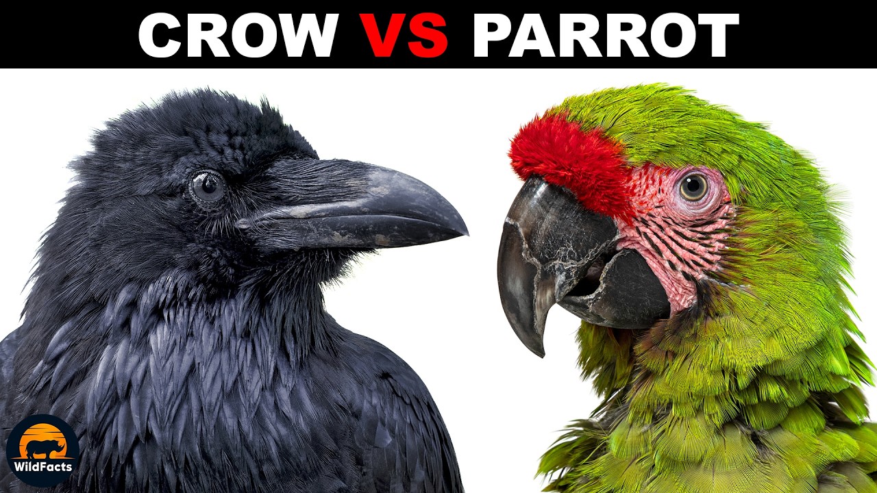 What Is The Difference Between Crow And Parrot Intelligence? - YouTube