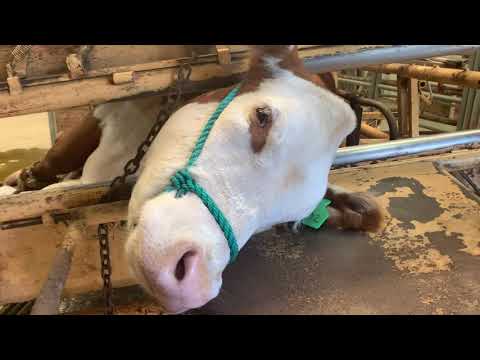 Cow Under Anesthesia