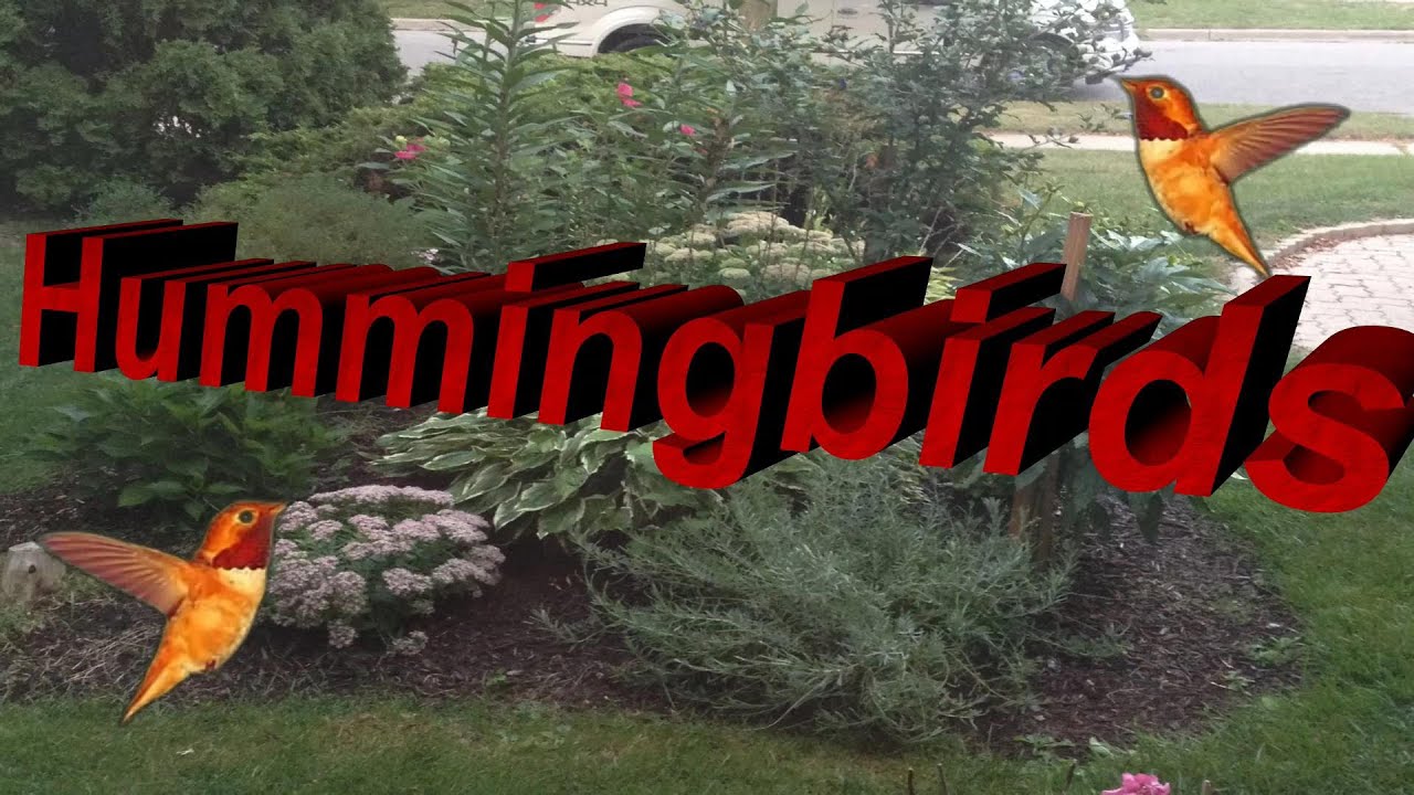 Hummingbirds - YouTube