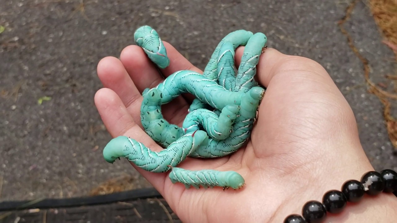 10 Cute Hornworms - YouTube