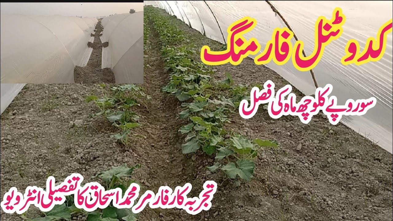 Kaddu Farming In Tunnel | Kadu Farming In Pakistan | Kadu Farming ...