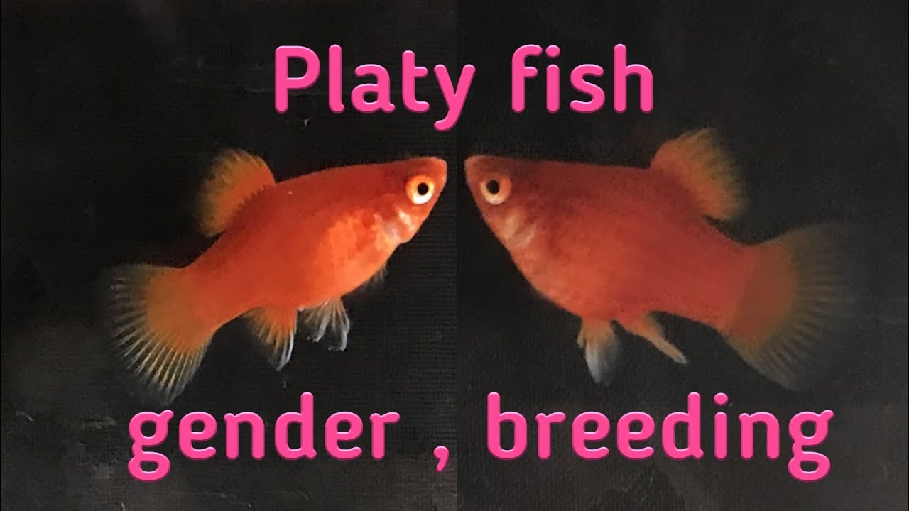 Livebearer series epi-13.Platy fish gender, breeding(Tamil) - YouTube