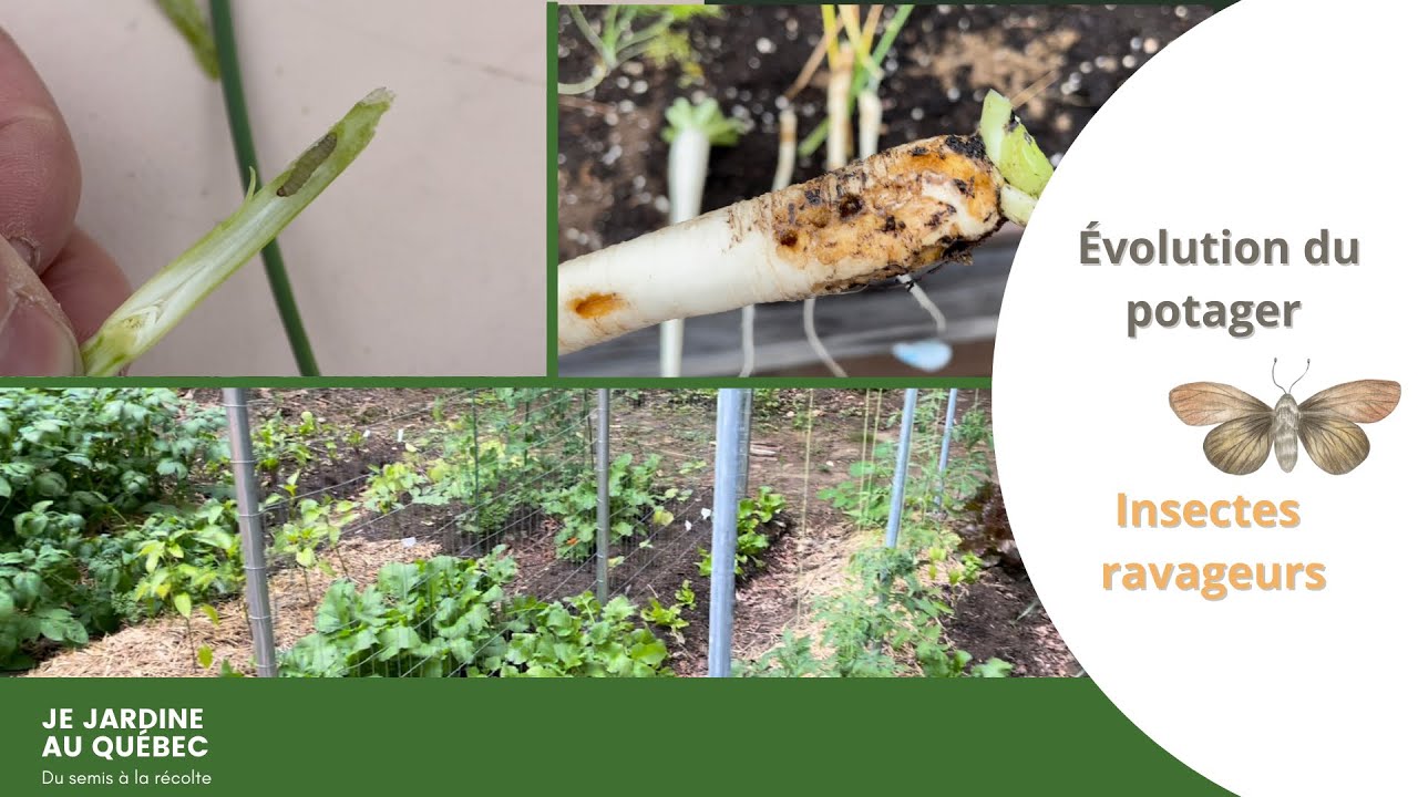 ravageurs et petits trucs pratiques au jardin - YouTube