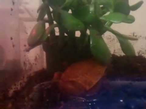 Tomato frog setup - YouTube