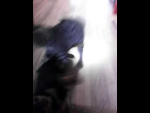 Кот побил собаку