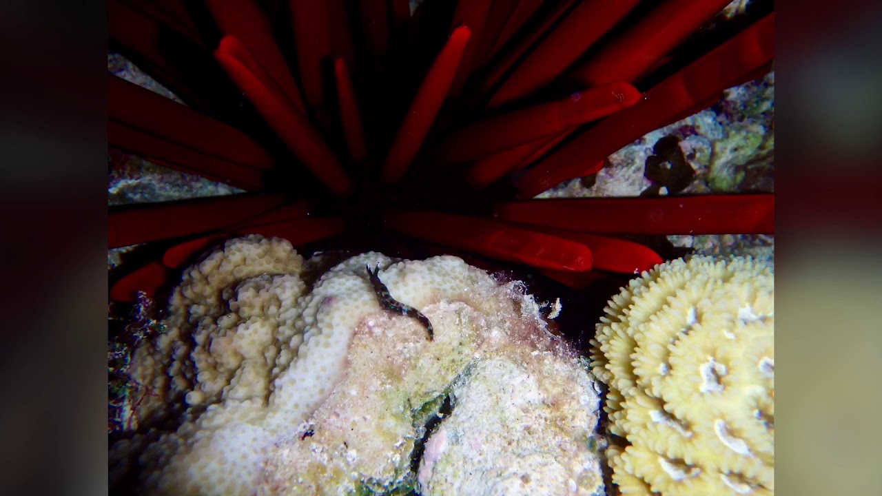 Minerva Reef, Pacific Ocean - YouTube