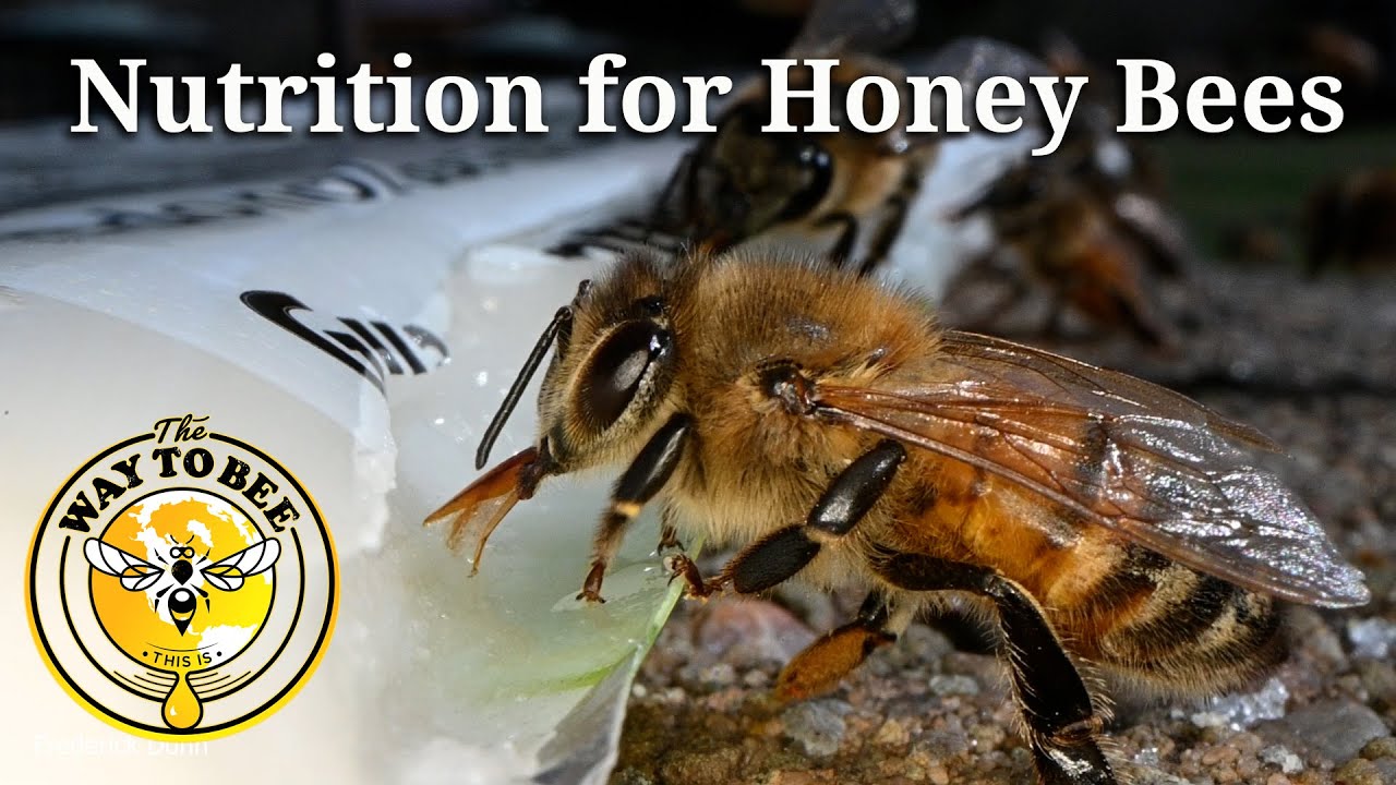 Interview with Dara Scott of Hive Alive and Advance Science, SOMETHING ...