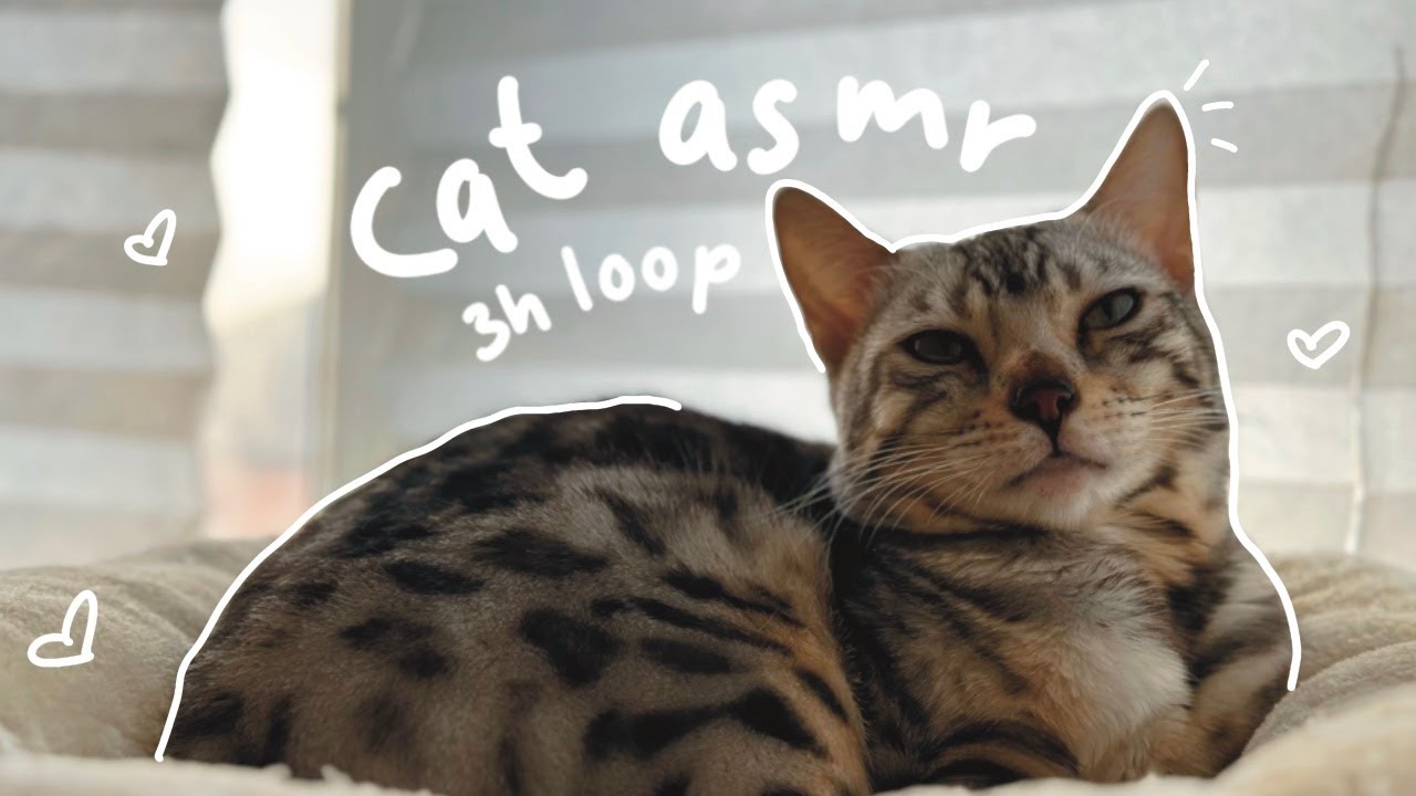ASMR Cat Purring Sounds and Pets (3h LOOP) - YouTube