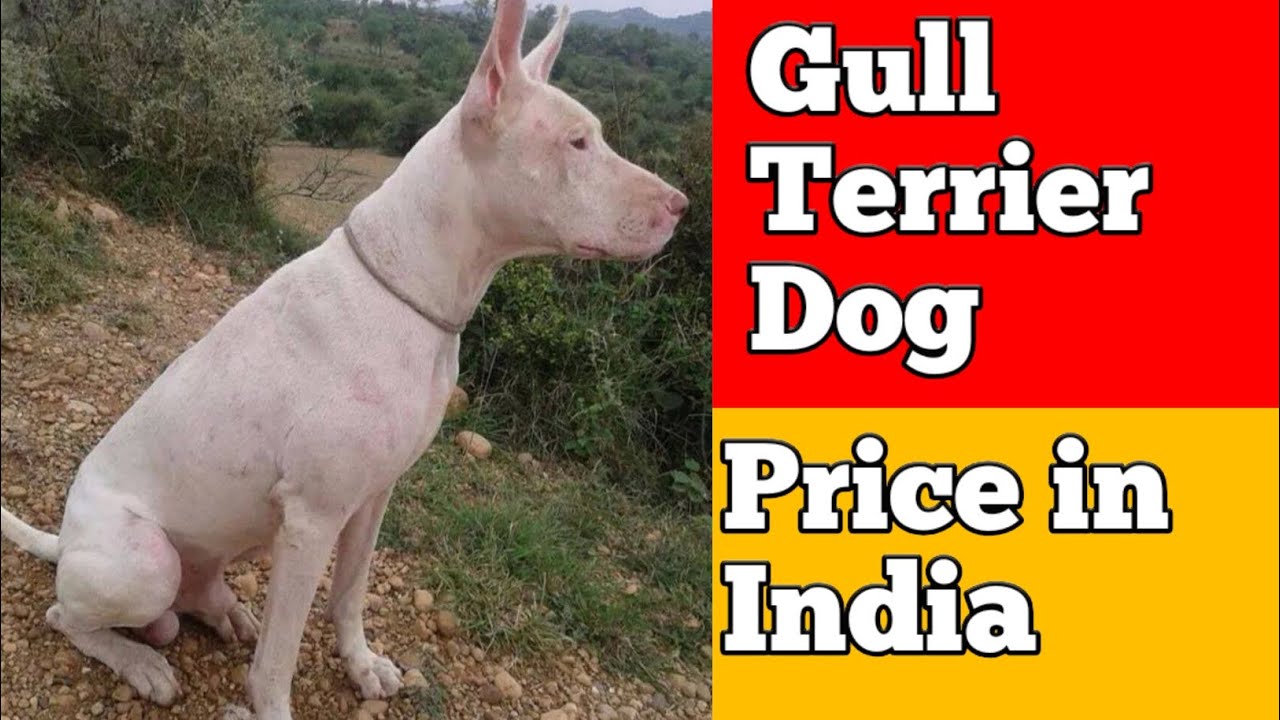Gull Terrier Dog Price in India 2025 || Gull Terrier Dog Price And ...