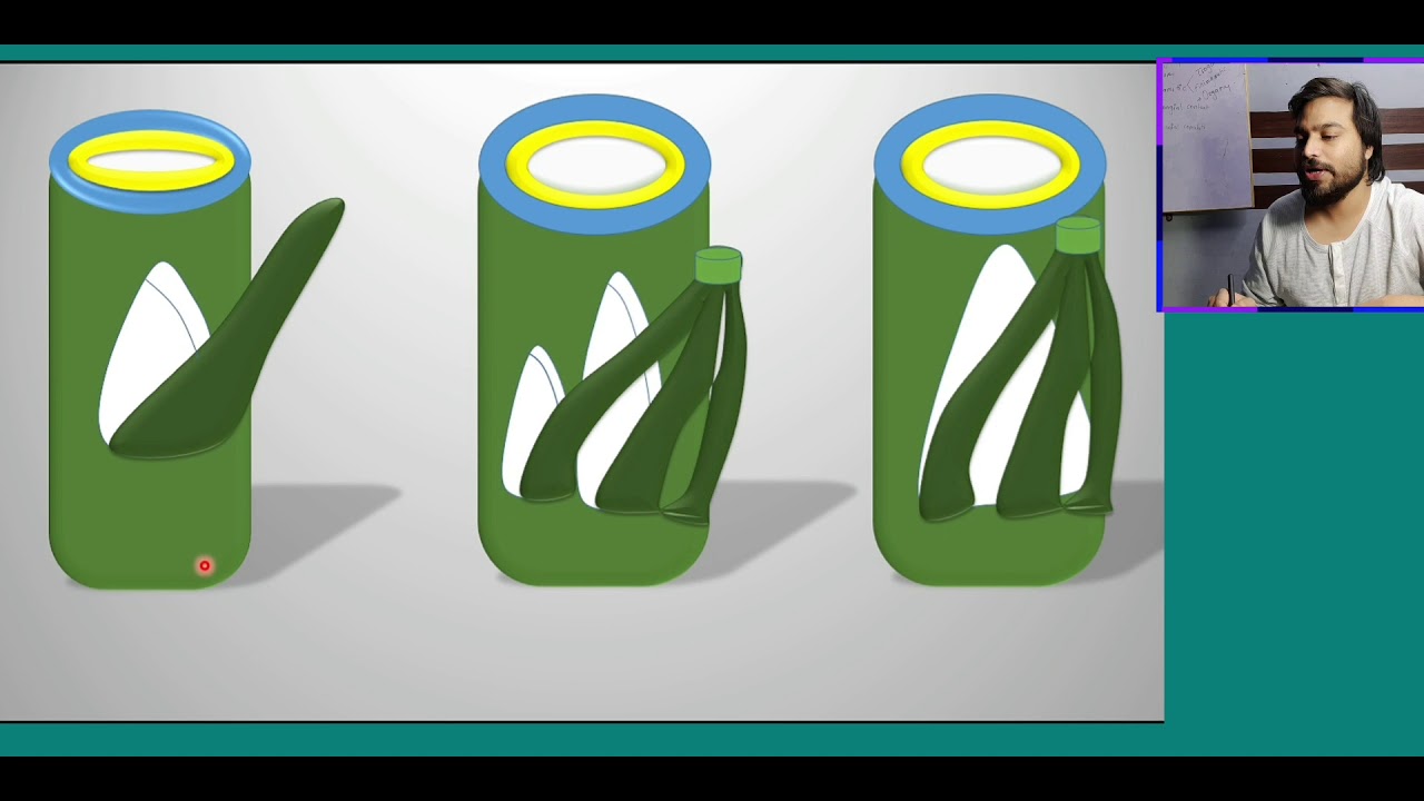 Nodal Anatomy, Leaf gap and leaf trace - YouTube