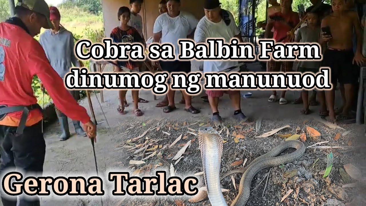 Cobra sa balbin Farm dinumog ng manunuod | Gerona Tarlac - YouTube