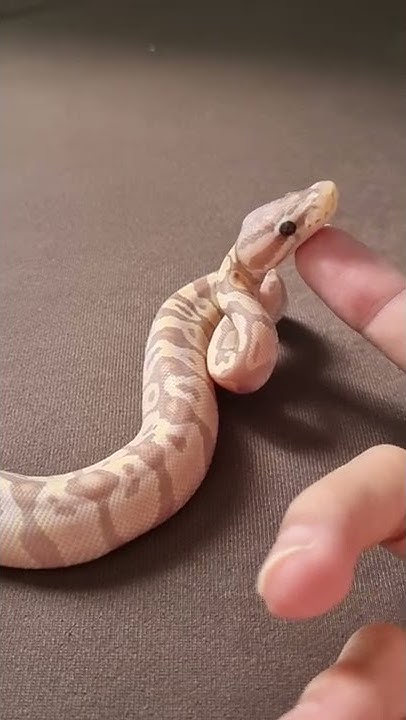 Banana Pastel BallPython Ep50 : งูบอลไพธ่อน เกาคางเพลินๆไป เอ๊ะๆยังไงๆ ...