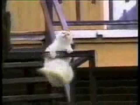 Juokingos kates - YouTube