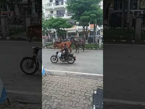 two.horse.in.a.road.by.filling.porn