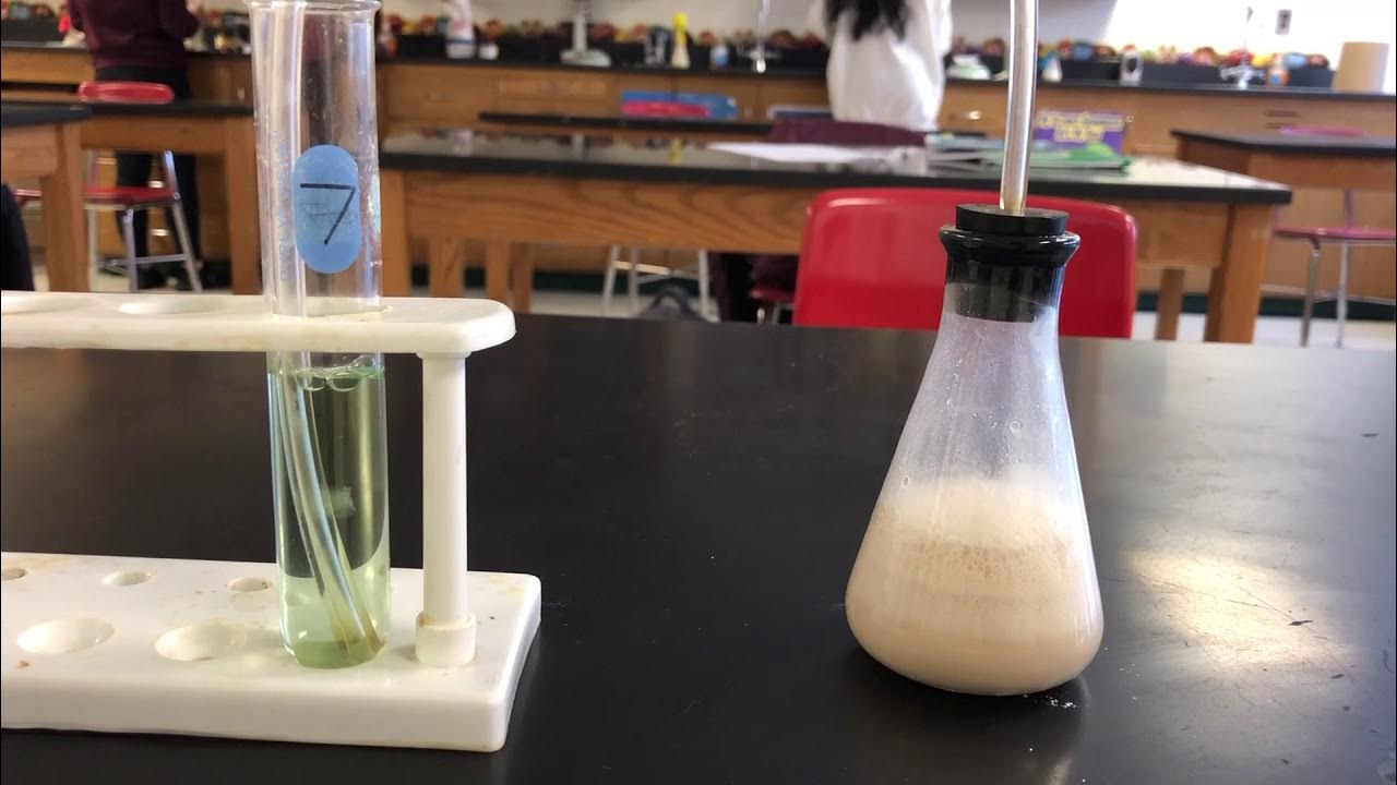 Bromothymol Blue Cellular Respiration (results) - YouTube