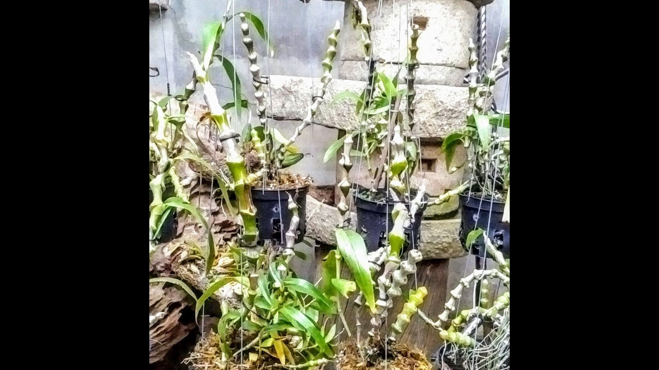 Lan rừng Trúc Quan âm | Trúc Phật Bà Kon Tum Quý hiếm (Tạm ngừng nhận đơn)| Dendrobium Pendulum ...