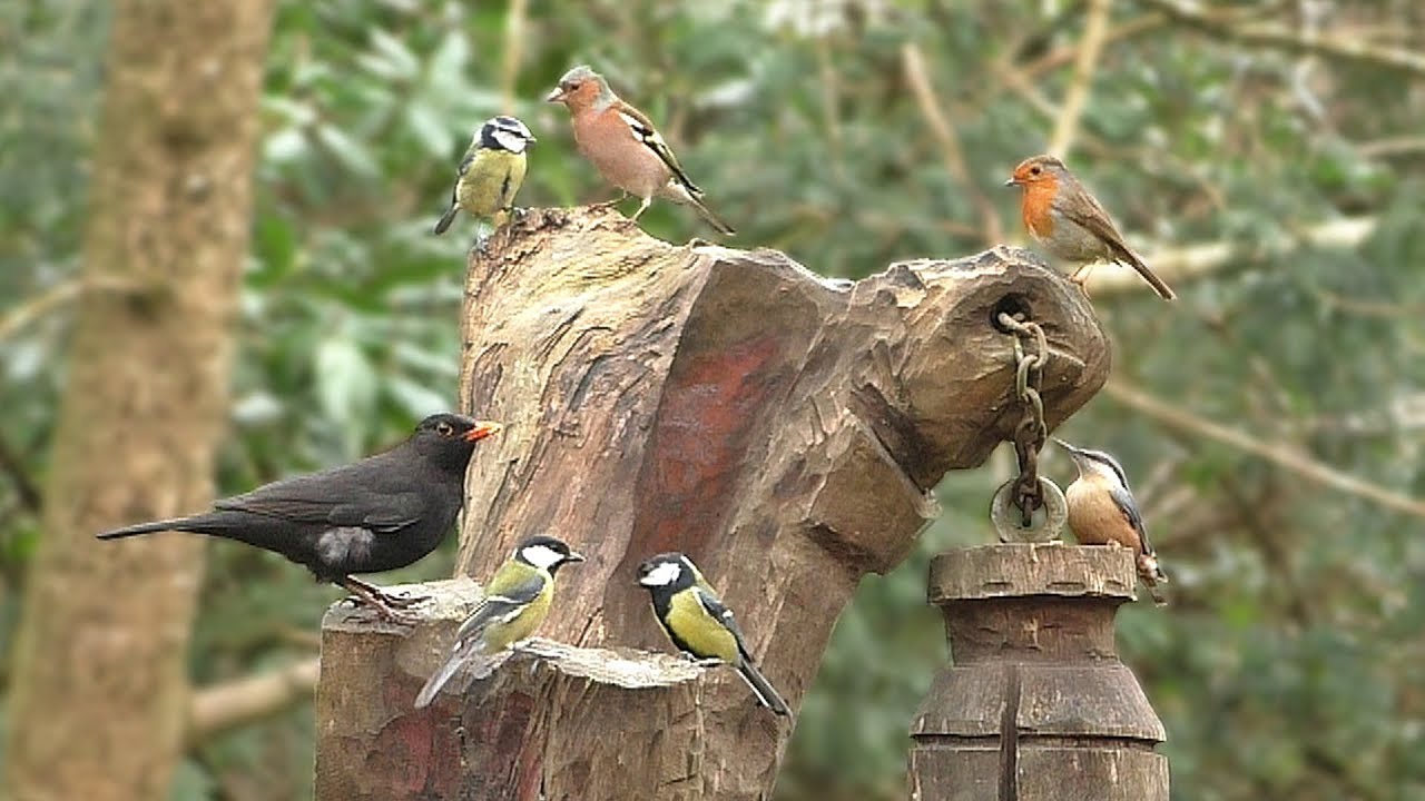 Birds Galore - Bird Sounds in The Forest - YouTube